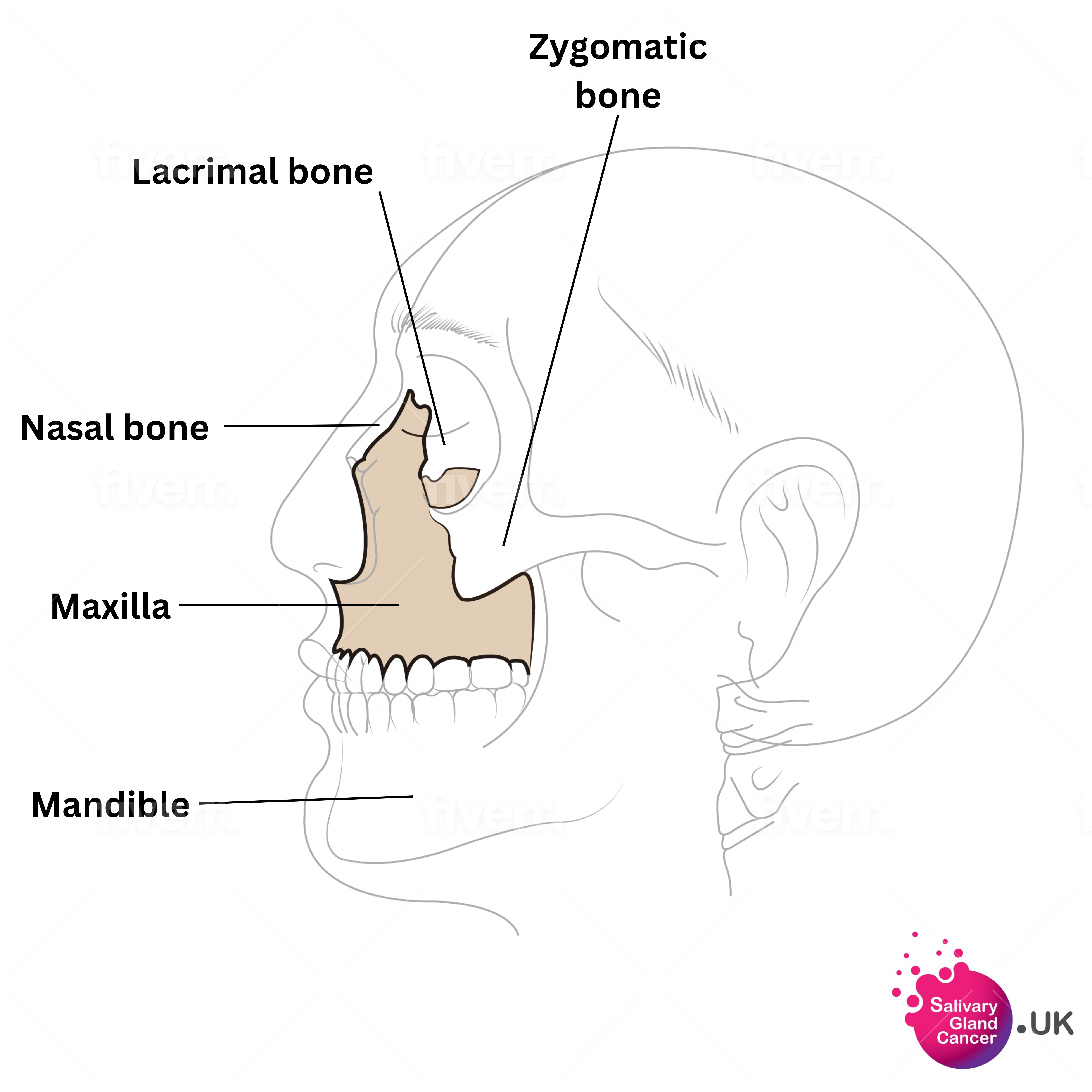 Bone Structures in the Face - Salivary Gland Cancer UK