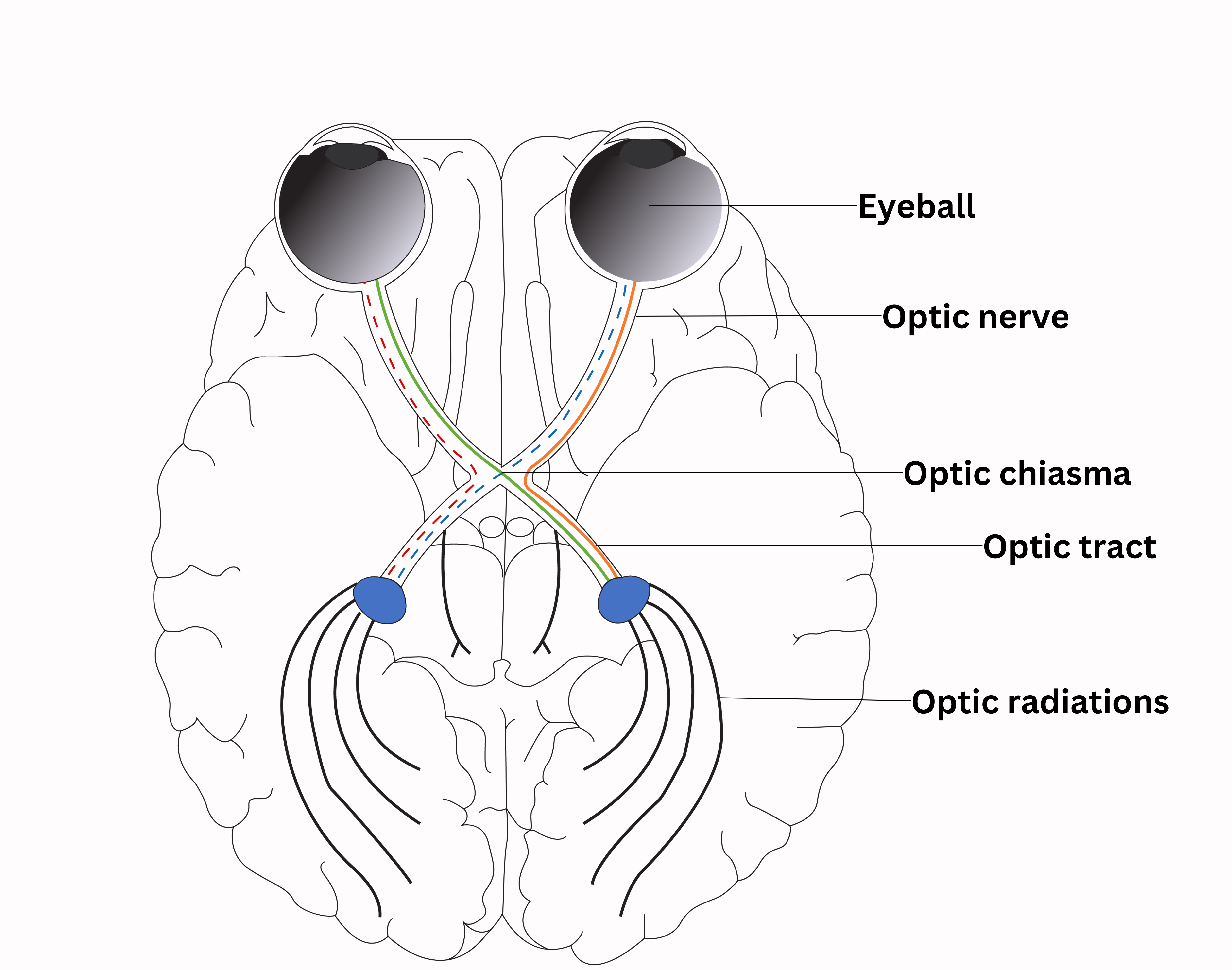 Nerves in the Head and Neck - Optic Nerve - Salivary Gland Cancer UK